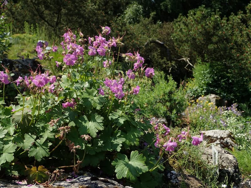 Uncover Difference in Geraniums: Hard/Soft, Life, Pods, & Petals
