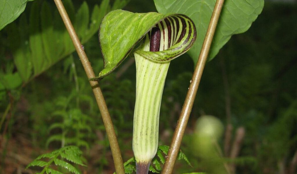 Araceae | GardeningCalendar.ca