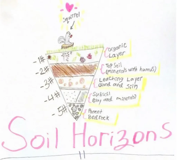 Learn About Soil Layers and Composition