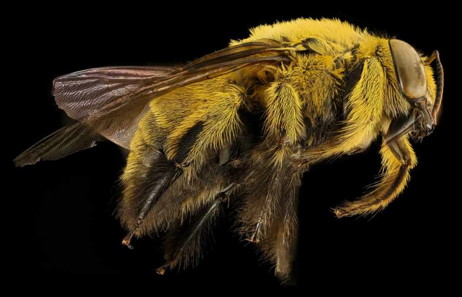 Discover How Smart Bumblebees Really Are: Compare to Dogs, Elephants ...